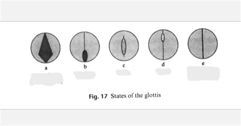 Phonetics And Dialects Quiz Glottis Diagram Diagram Quizlet
