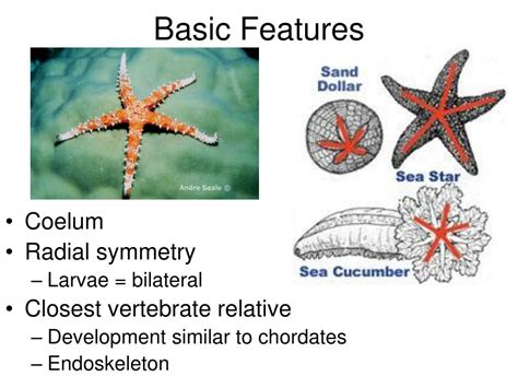 Ppt Echinoderms Powerpoint Presentation Free Download Id6630988