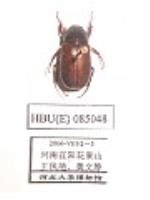Sophrops heydeni 物种库 国家动物标本资源库