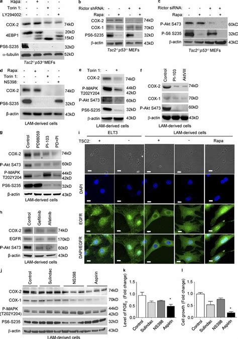 Mtorc2 Regulates Cox 2 Expression Via Pi3kakt Pathway In Download