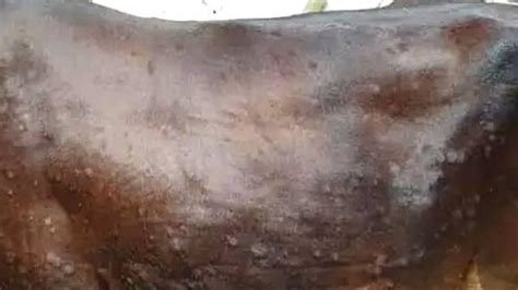 Lumpy Skin Disease सावधान लम्पी त्वचा रोगाचं महाराष्ट्रात थैमान लंपीग्रस्त जनावरांसाठी