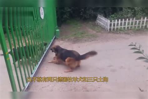 德牧隔着铁门和土狗们对咬，当铁门缓缓打开，忍住别笑
