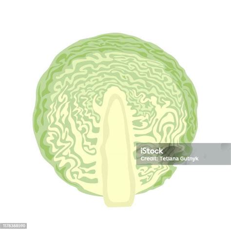 白菜切成兩半孤立于白色背景上以卡通簡單的平面風格對捲心菜片的向量插圖向量圖形及更多一片圖片 一片 椰菜 健康的生活方式 Istock