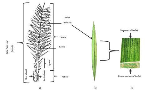 The Morphology Of Date Palm Leaf A From Zaid And Arias Jiménez