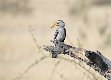 Birds Of Botswana On Behance