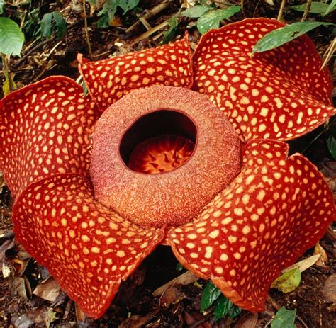 Rafflesia: In Malaysias Dschungel wächst die Gigantenblume - WELT