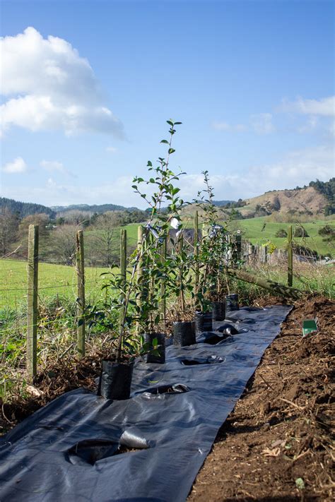 Tree Planting Hamilton Marc Doyle Treework