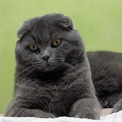 შოტლანდიური და ბრიტანული კატები Bobby Secret Cattery