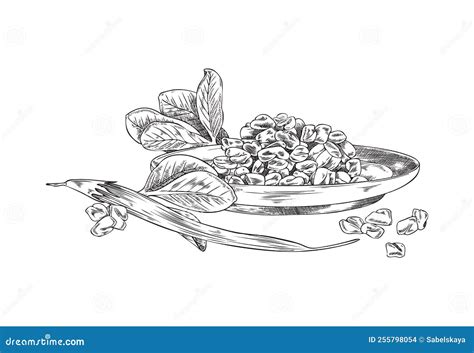Hand Drawn Fenugreek In Plate Leaves And Pod Sketch Style Stock