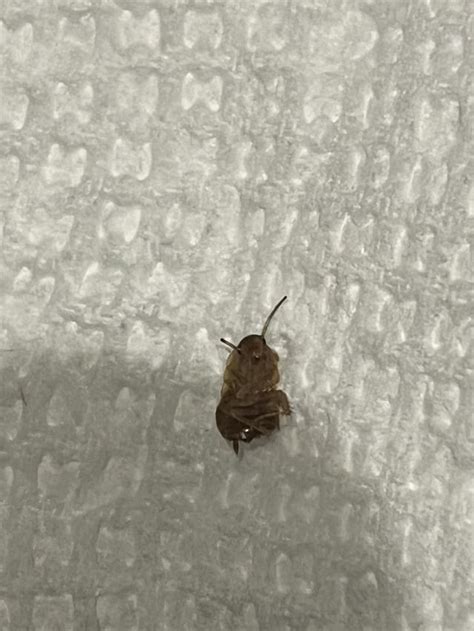 Is This A Bedbug Trying Again With Better Photos Thinking It May Be A Cockroach Nympth R