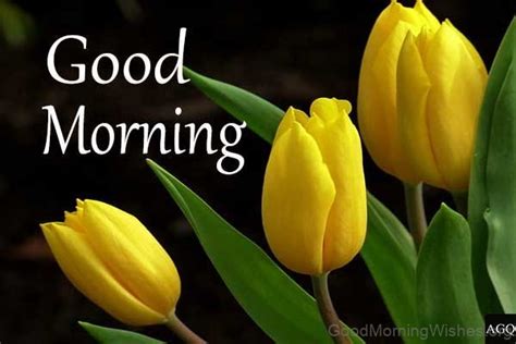 35 Good Morning Tulips Images Good Morning Wishes