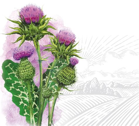 Milk Thistle Benefits And Contraindications A Complete Guide