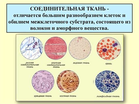 Ткани 2 часть Соединительная ткань презентация онлайн