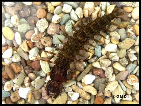 Dobsonflies Home And Garden Ipm From Cooperative Extension