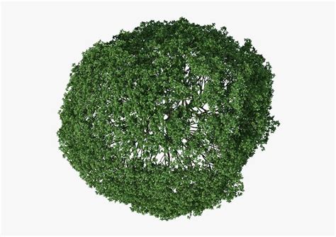 Tree Plan PNG Transparent Background