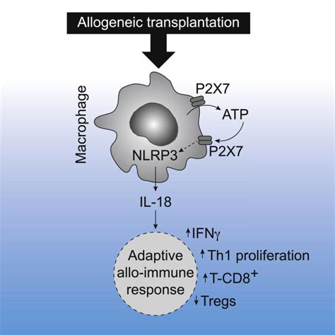 Extracellular Atp Activates The Nlrp3 Inflammasome And Is An Early