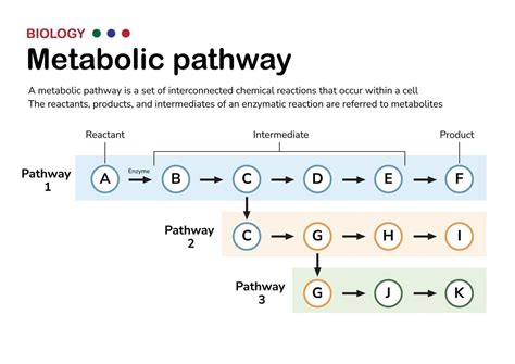 Metabolism Diagram