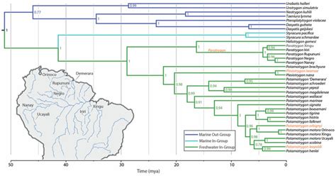 Time Calibrated Bayesian Phylogeny Estimated From All Nuclear And