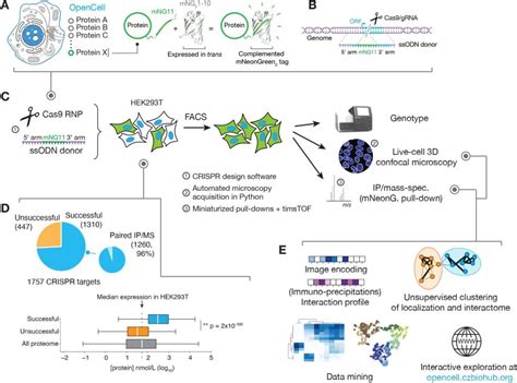 Opencell Undertakes Subcellular Mapping Of The Proteome