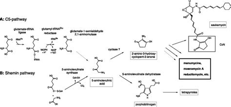 C5 And Shemin Pathways For Ala Biosynthesis Download Scientific Diagram