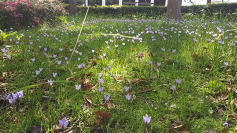文化公園のチリアヤメ 博物館日記