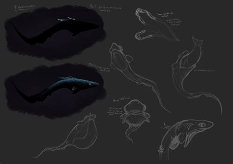 Pelican Shark Deep Sea Shark Species I Created For Speculative