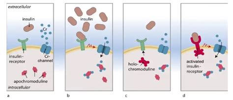 Function Of Chromium In The Body Sciencecodons