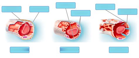 Different Types Of Capillaries And Their Structures Diagram Quizlet