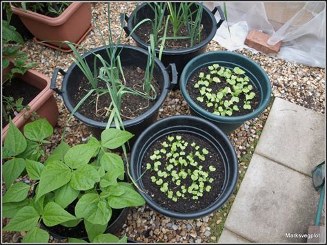 Marks Veg Plot Growing Vegetables In Containers