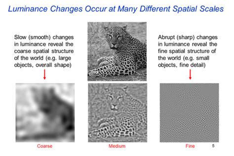 Analysing Images And Human Contrast Sensitivity Flashcards Quizlet