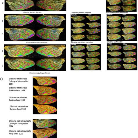 Selected Glossina Spp Pictorial Key Deduced From Wing Interferential