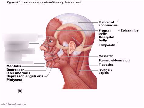 Ch Lateral View Of Muscles Of The Scalp Face And Neck Diagram