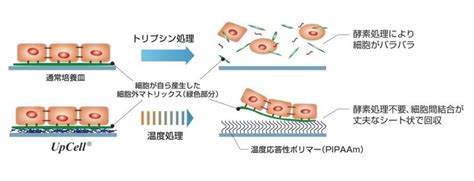 日本発の再生医療は｢ips｣だけじゃない 医薬品・バイオ 東洋経済オンライン 経済ニュースの新基準