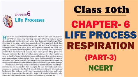 CLASS TH CHAPTER LIFE PROCESS RESPIRATION PART HINDI YouTube