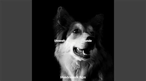 Raffinierte Trainiere Deinen Hund Youtube