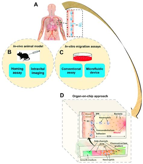 A Schematic Illustration Of Different Cell Migration Research Download Scientific Diagram