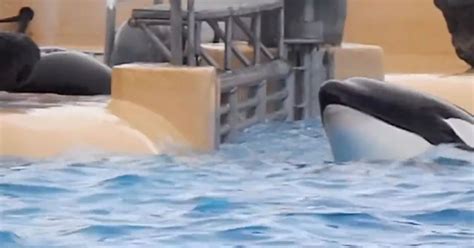 SeaWorld Orca Filmed Slamming Head Against Gate While Being Held In