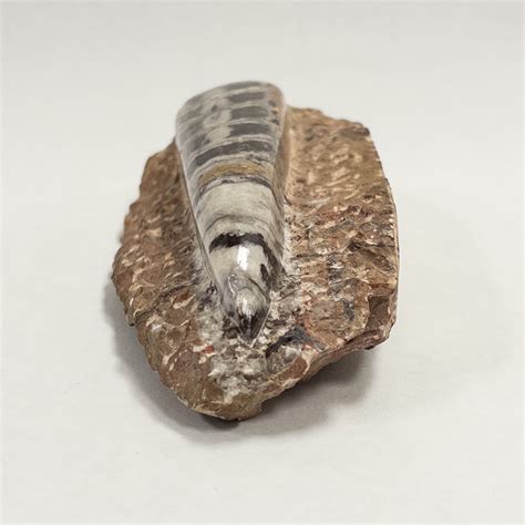 Fossilized Orthocone And Mineral Specimen