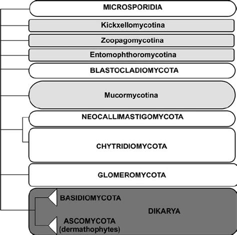 2 Schematic Phylogeny And Classification Of Fungal Human Pathogens Download Scientific Diagram
