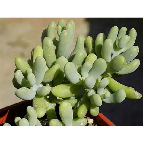 Sedum Allantoides At ₹ 129 Piece रसीला पौधा In Nainital Id 2852881516233