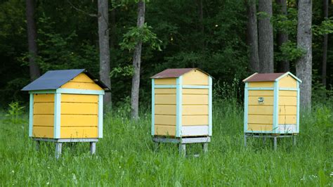 The Ultimate Guide To Beehive Types Honest Beekeeper