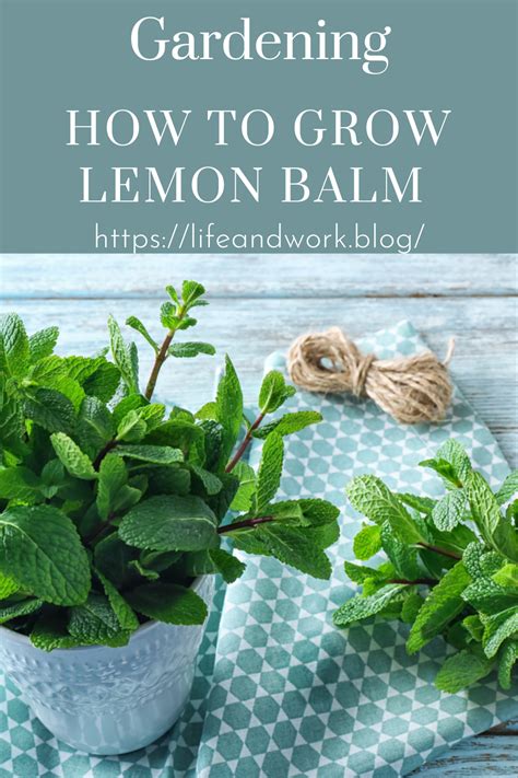 How To Grow Lemon Balm