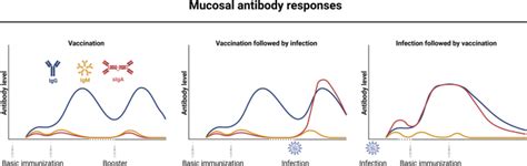 B 细胞和抗体对 Sars Cov 2 的反应：感染、疫苗接种和混合免疫cellular And Molecular Immunology