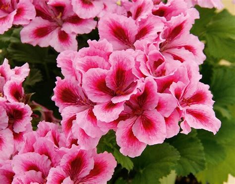 Купить Пеларгония Королевская Novita Classic Purple Bicolor - Viola ...