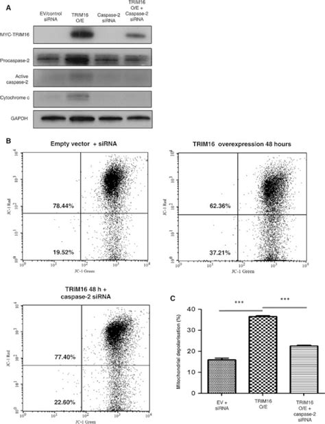Caspase 2 Activation Release Of Cytochrome C And Mitochondrial