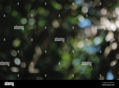 Blur Nature Tree Beautiful For Background Abstract Bokeh Forest Background Stock Photo Alamy