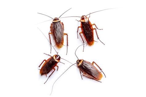 흰색 배경 복사 공간에 고립 된 위쪽 및 아래쪽보기 바퀴벌레 태국 프리미엄 사진