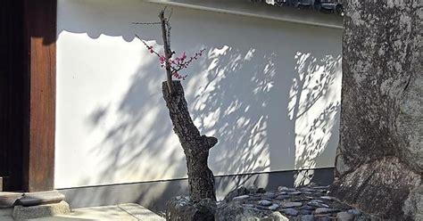 Cherry Blossom Album On Imgur
