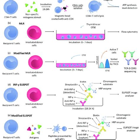 Cellular Immunity Detection Method A Immuknow Recipients T Cells