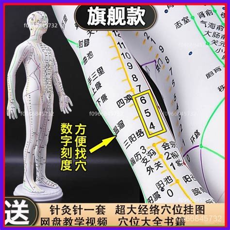 高品質👍免運🔥便攜款 人體灸模型 人經絡穴位全身十二銅人模特圖 練習小皮人可紮 人體模型 器官模型 詳細 Dbf 蝦皮購物